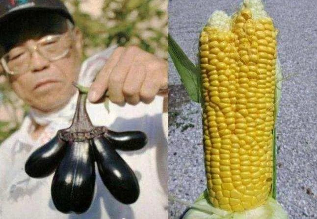 Vegetables and fruits under nuclear radiation in Japan - iNEWS