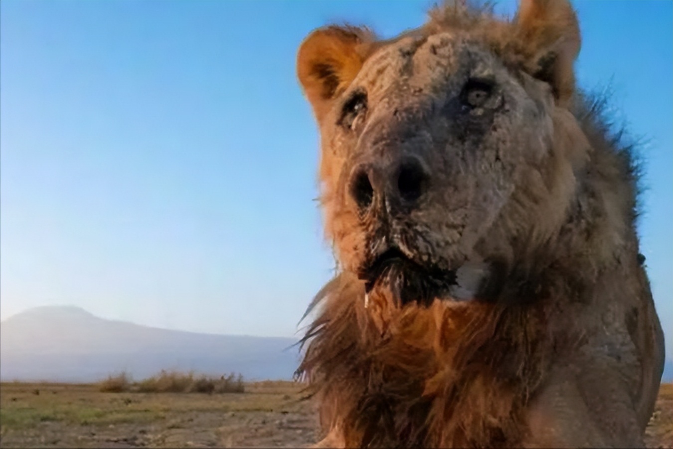 The drought caused lions to hunt livestock, and the Maasai people ...