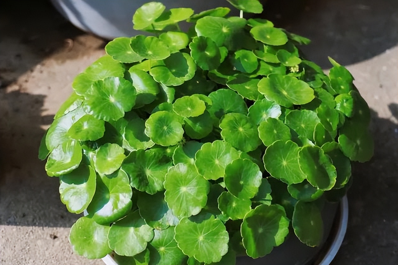 Want to raise the "beauty" of copper coin grass?The formula is "1 more ...