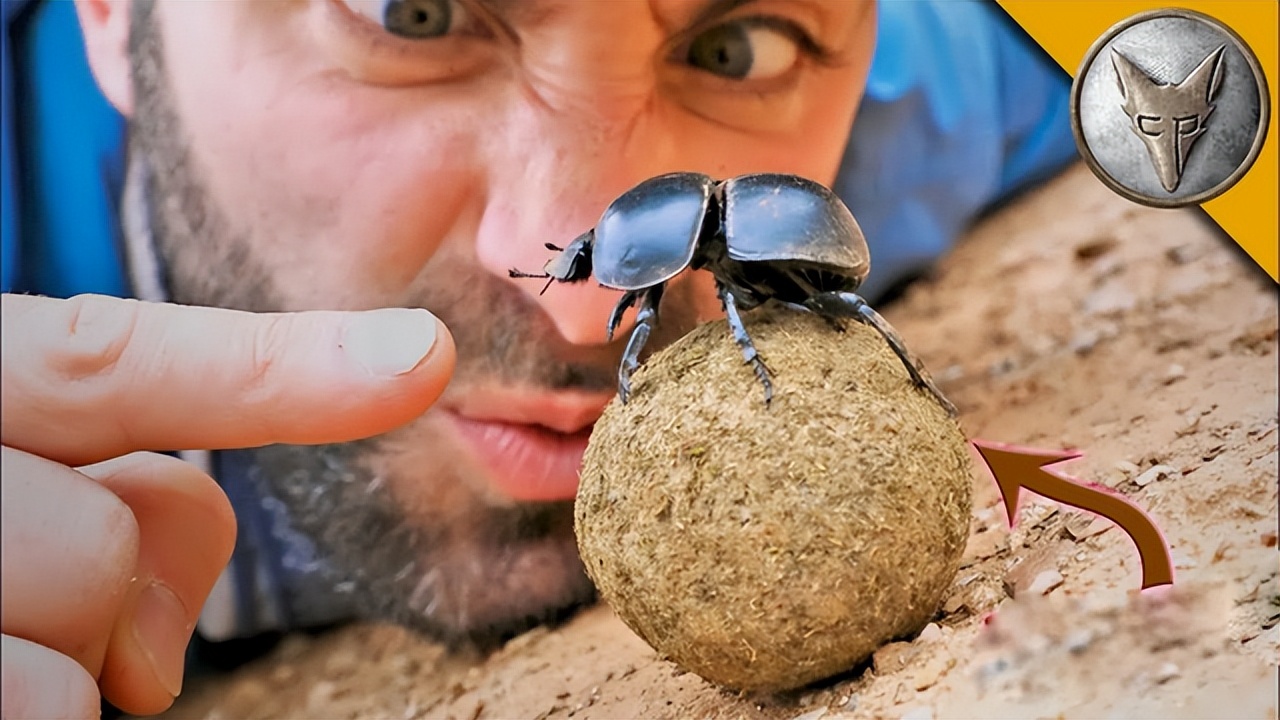 Chinese dung beetle, famous in Australia - iMedia