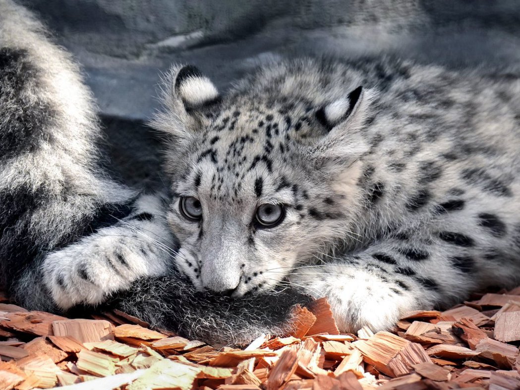 The little snow leopard has a cute face and uses his mother's tail as a ...