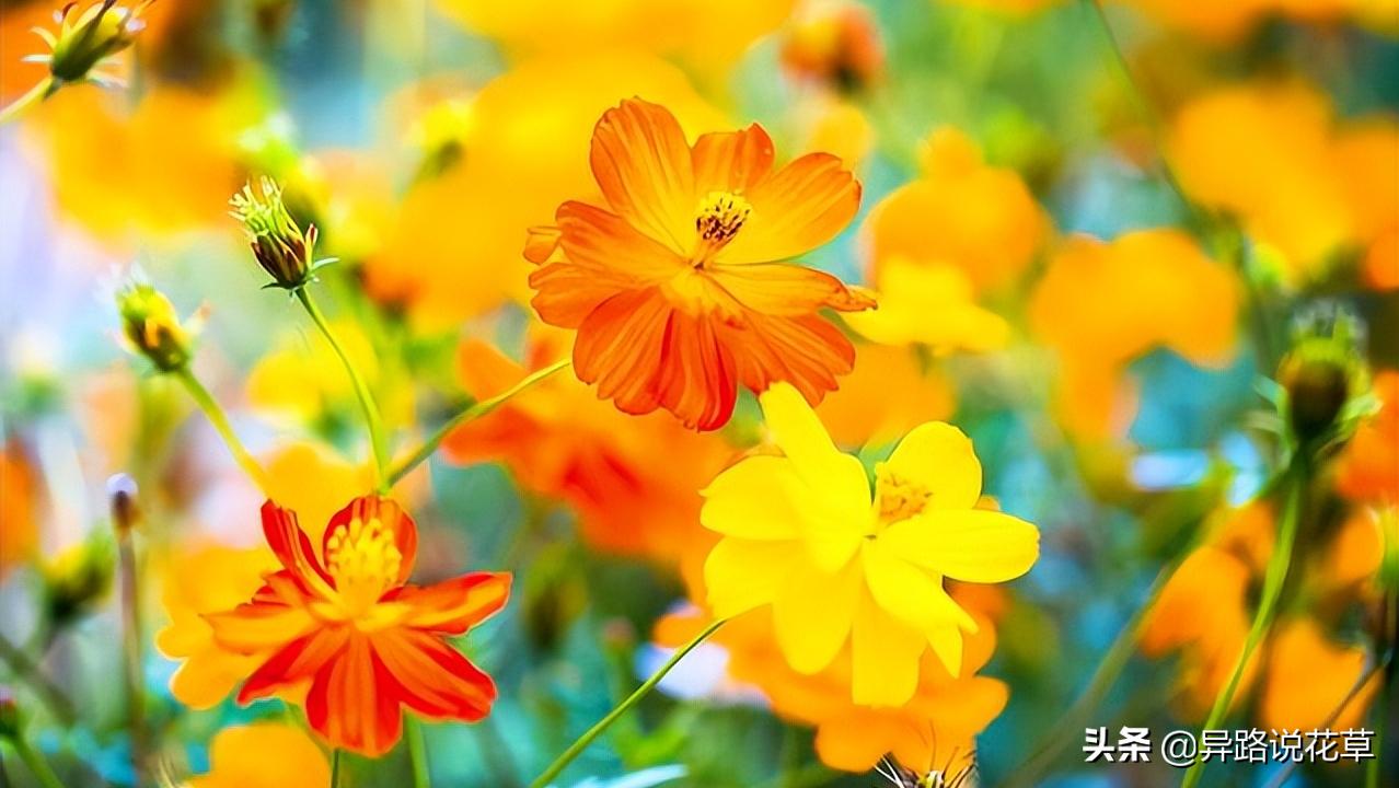 Gesang flower: the "flower of happiness" of Tibetan culture, what kind ...