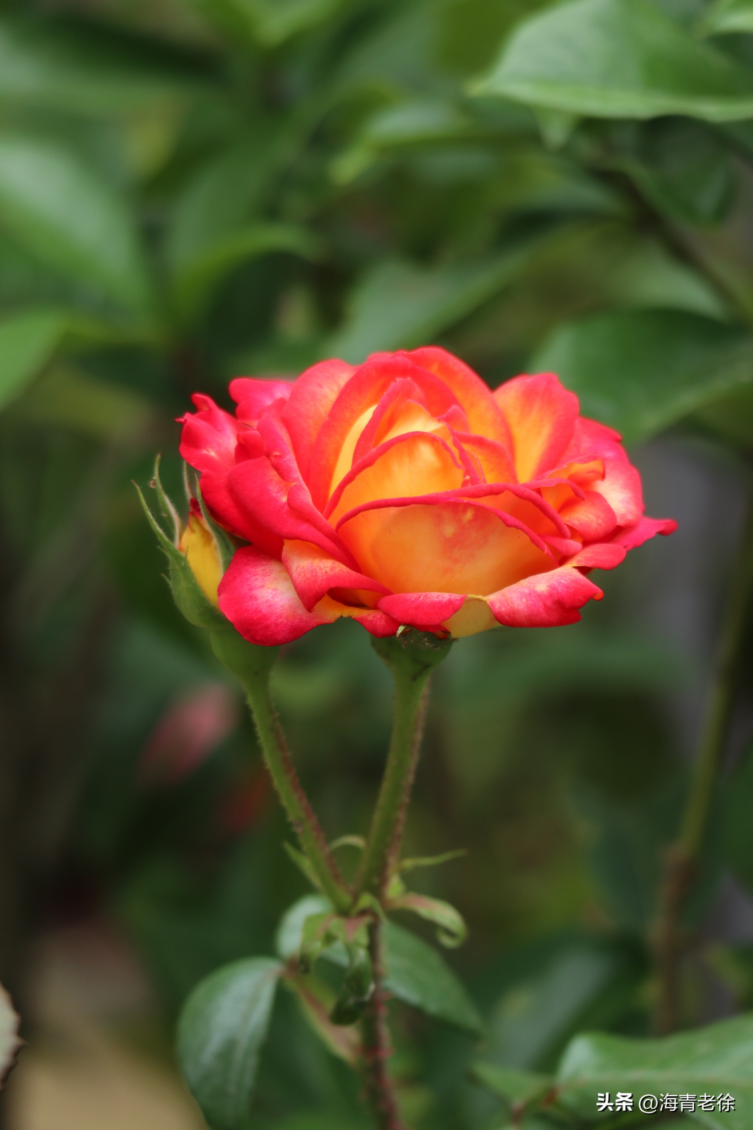 Rose No. 9: Colorful, colorful and brilliant roses - iNEWS