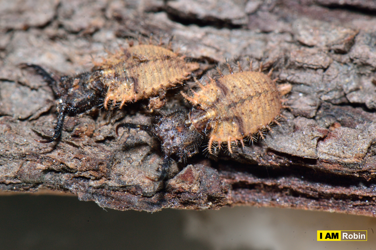 Bugs disappeared 100 million years ago? Alternative success learning ...