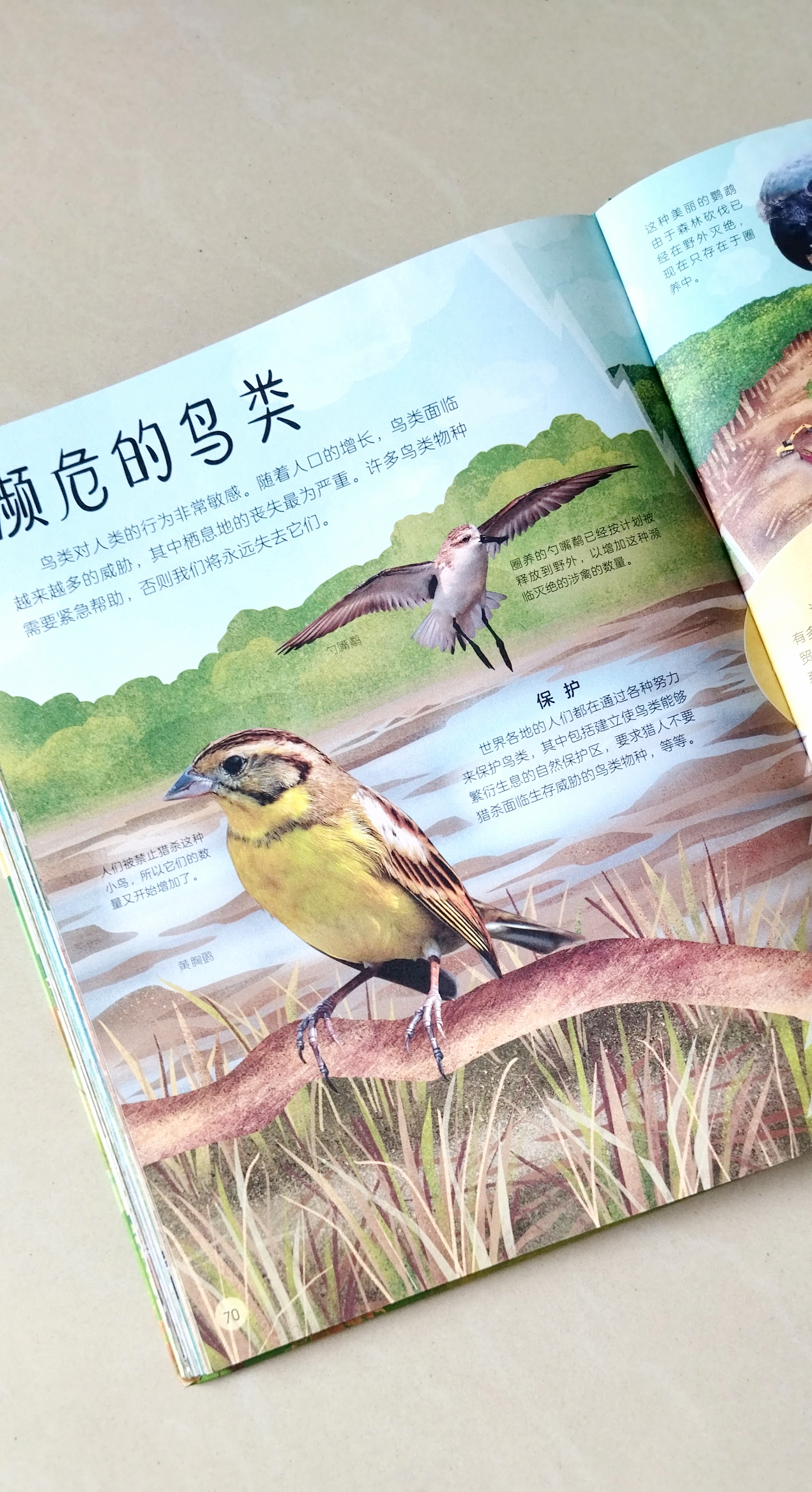 Read "DK Colorful Bird Encyclopedia" to feel the charm of birds - iNEWS