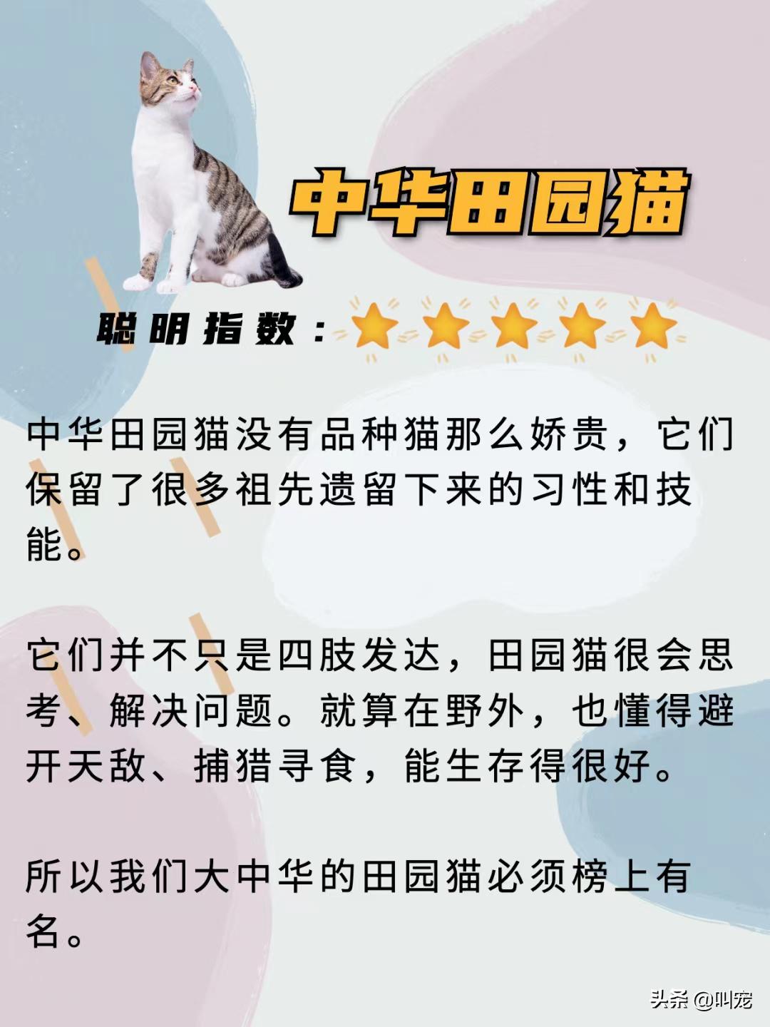 Cat IQ ranking, see if your cat is on the list? - iNEWS