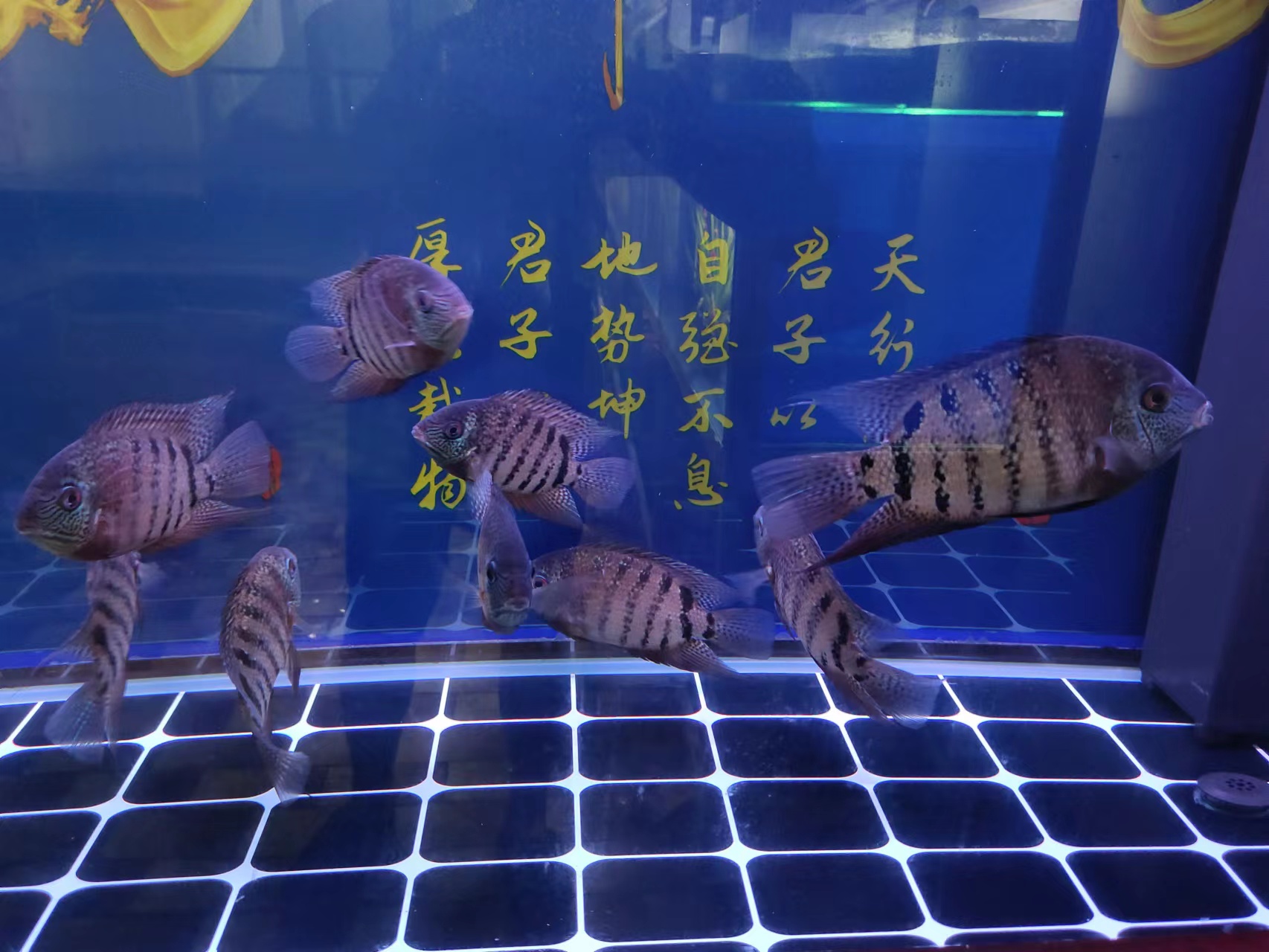 Since the water goblin can handle the water quality of the fish tank ...