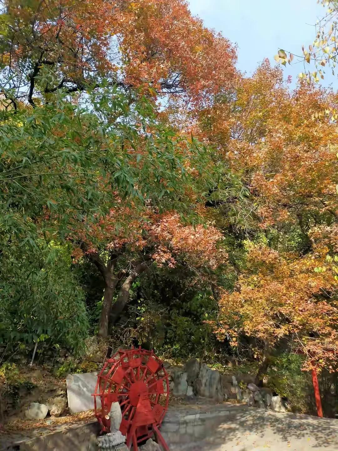 What is the largest red leaf tree in Xishan, Beijing?Pistacia - iNEWS