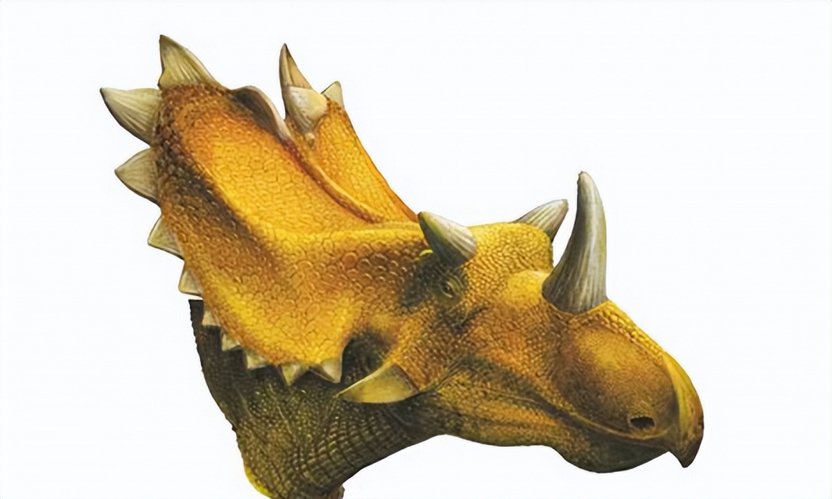 Gorgeous ceratopsian (5) - iNEWS