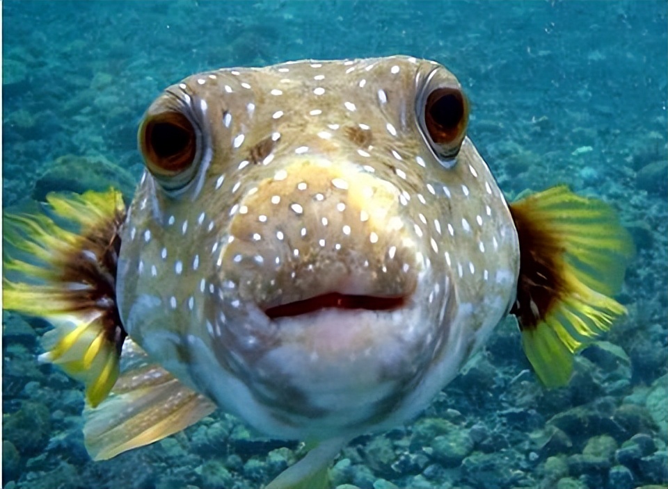 Pufferfish: the beauty of toxicity and the mystery of ecology - iNEWS