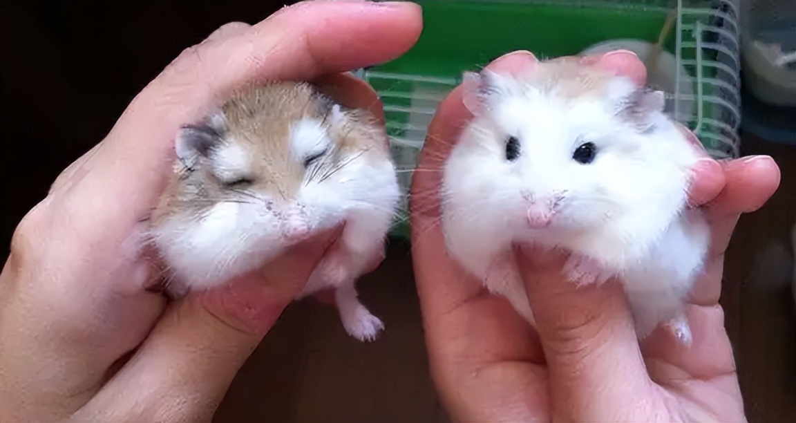 Do you know who the "old-fashioned" dwarf mouse is? - iNEWS