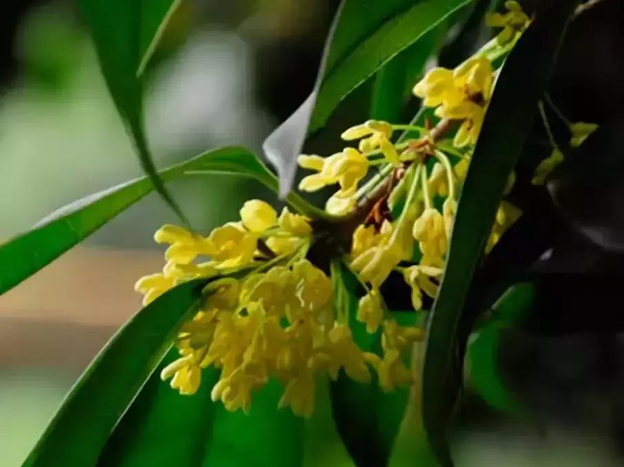 Chinese Osmanthus • Silver Osmanthus - iMedia
