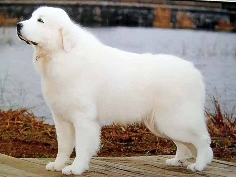How much is a Great Pyrenees Dog?What is the difference between a Great ...