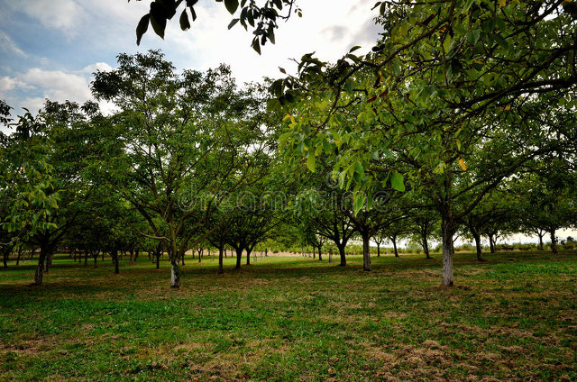 What do you know about the characteristics of walnut wood? - iMedia