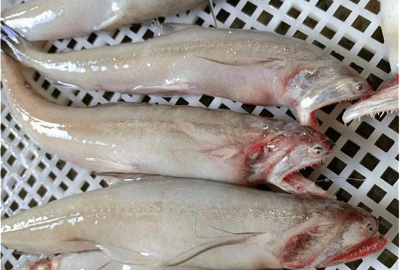 Original fish to eat in autumn. Old fishermen specially choose it. The ...