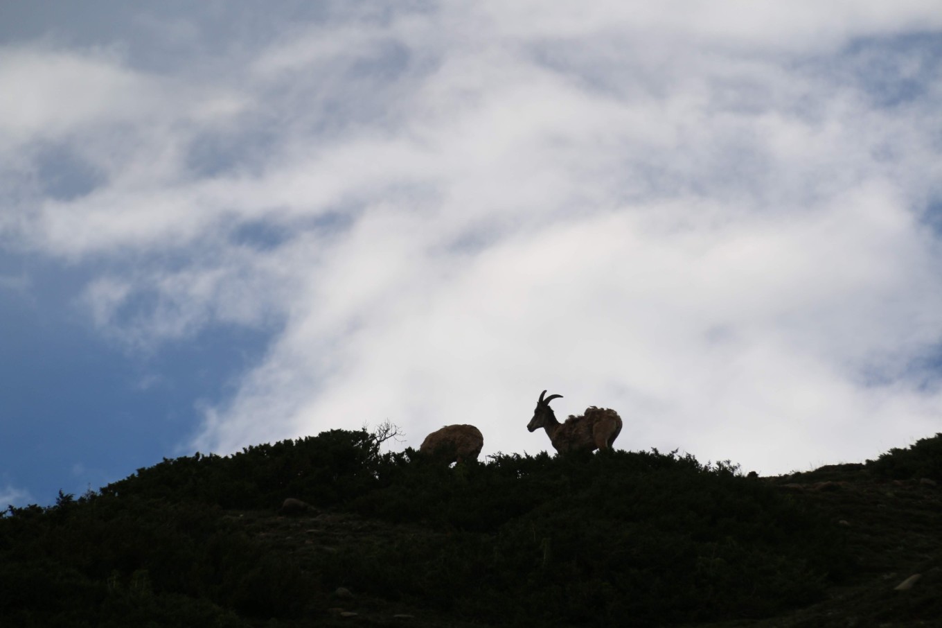 Most Exciting Encounters, Wildest Wildlife (Walk Together) - iNEWS