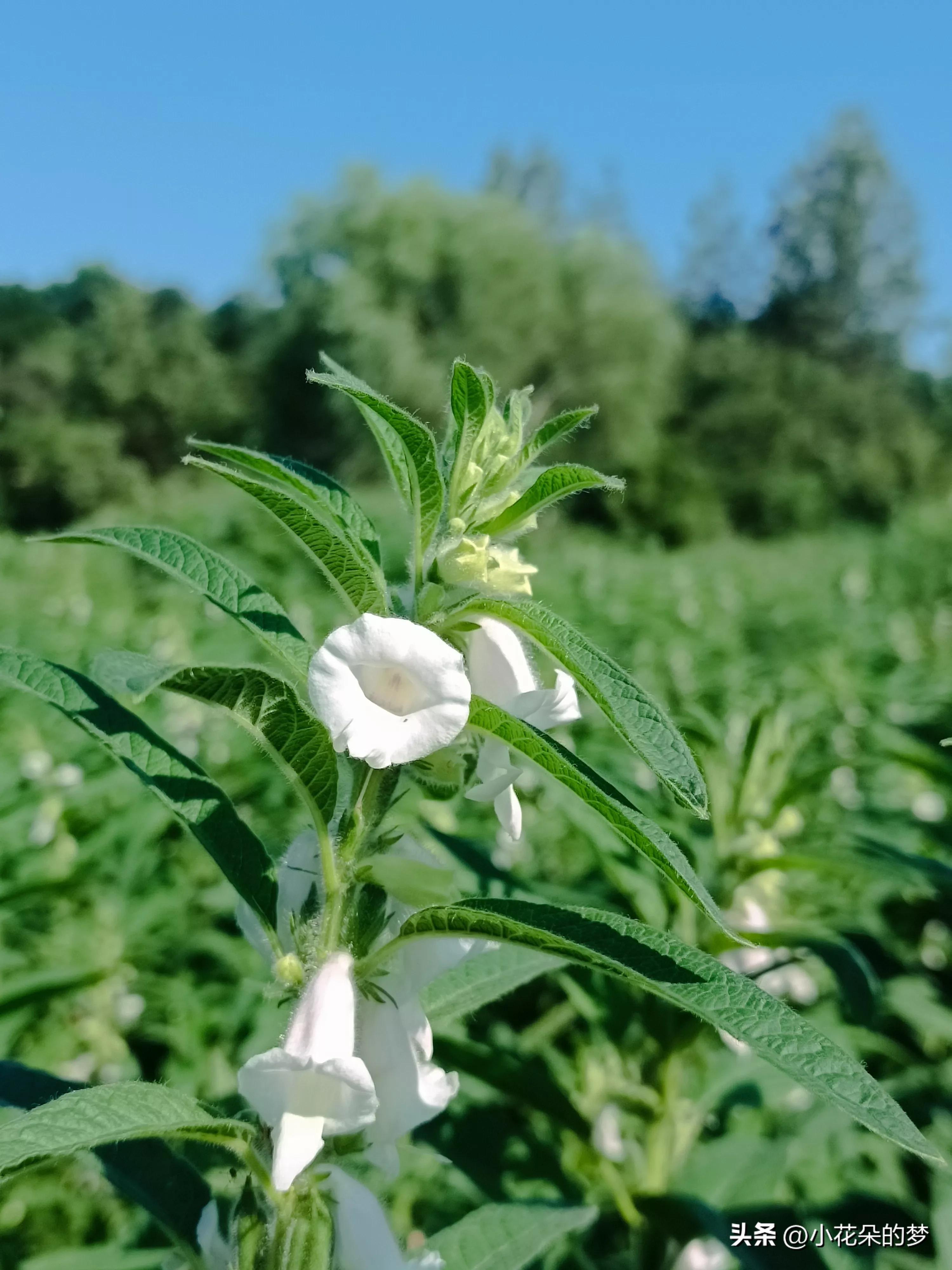 Sesame blossoms, growing steadily - iMedia