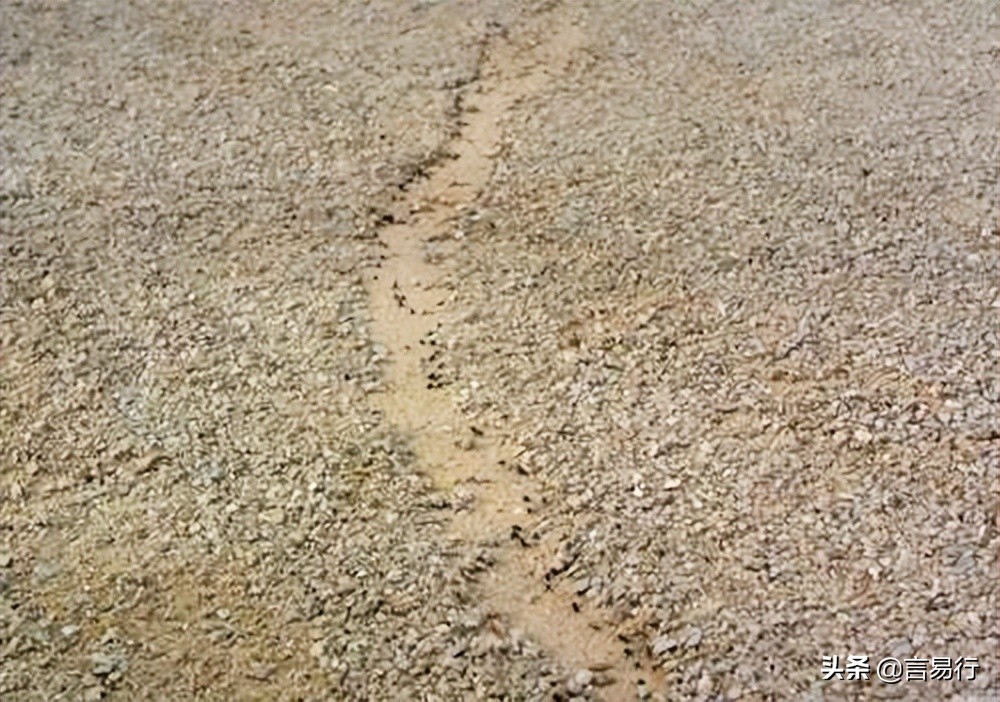 The Mystery of the Highway in the Ant Kingdom - iNEWS
