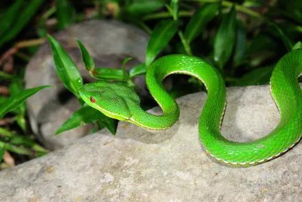 This common snake in rural areas is actually the most beautiful snake ...