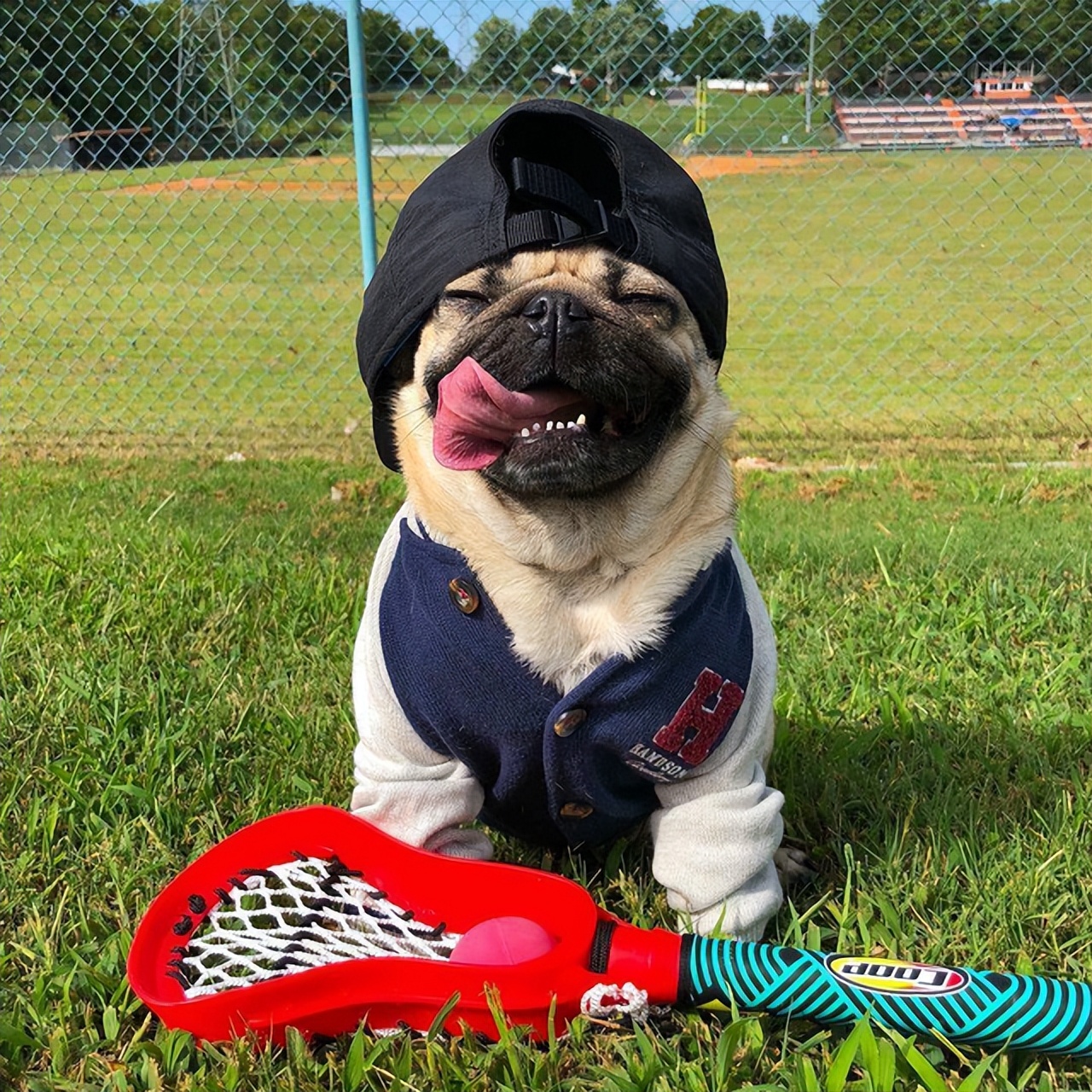 Why are our famous Chinese dogs so good-looking, but the people who ...