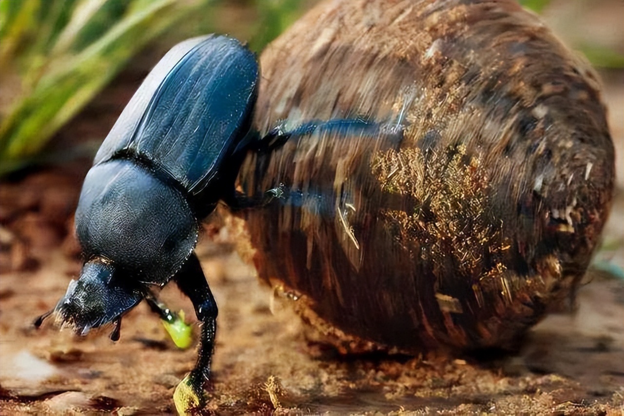 Chinese dung beetle, famous in Australia - iMedia