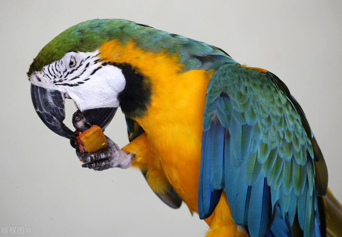 Symptoms, prevention and treatment of common diseases in parrots ...
