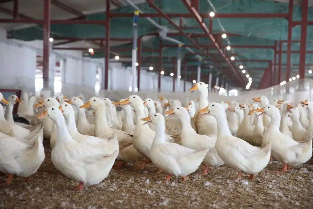 A whole cheap roast duck of more than ten yuan on the street, dare to ...