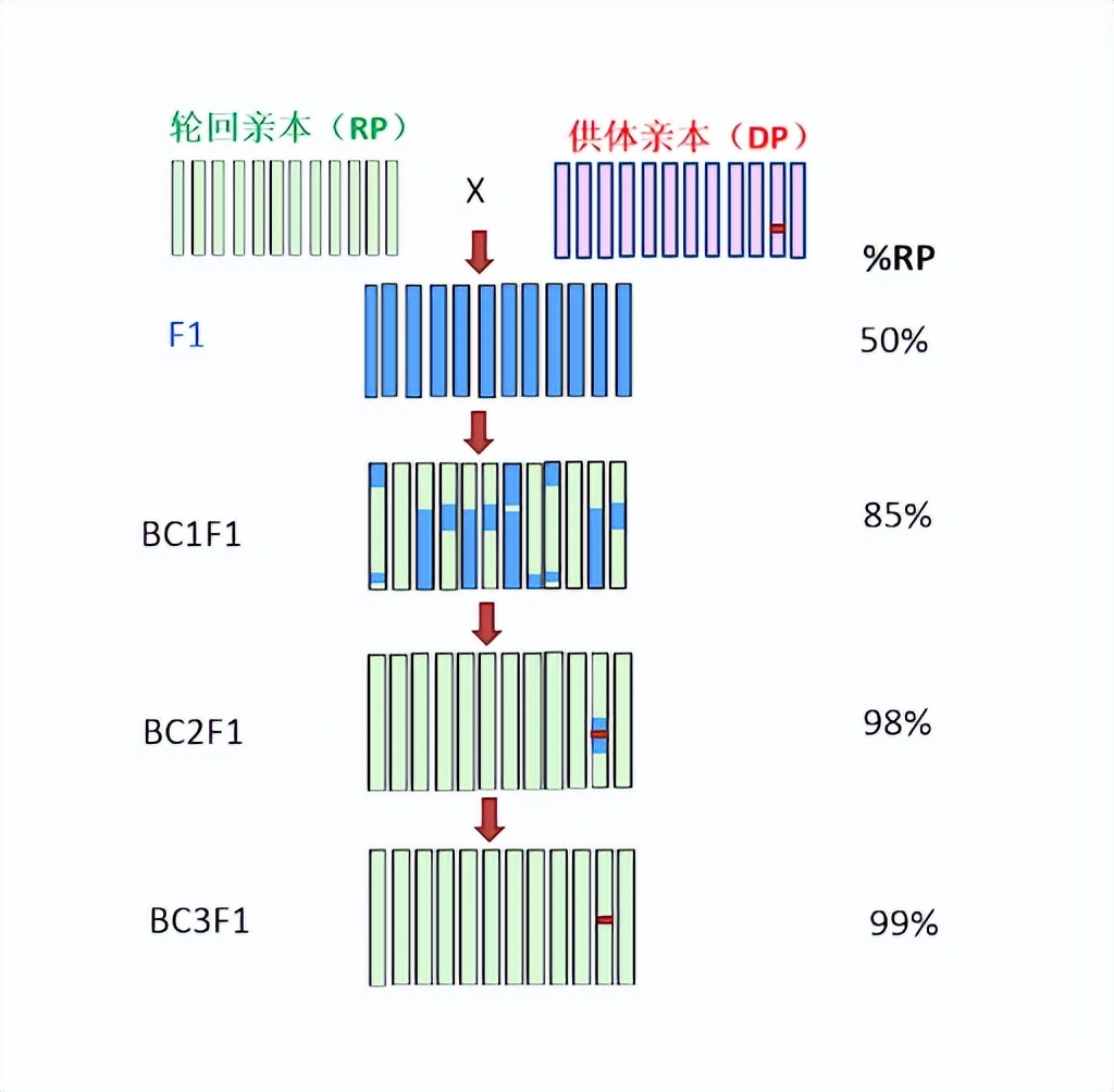 Backcrossing is as unethical as inbreeding, so why backcross animals ...