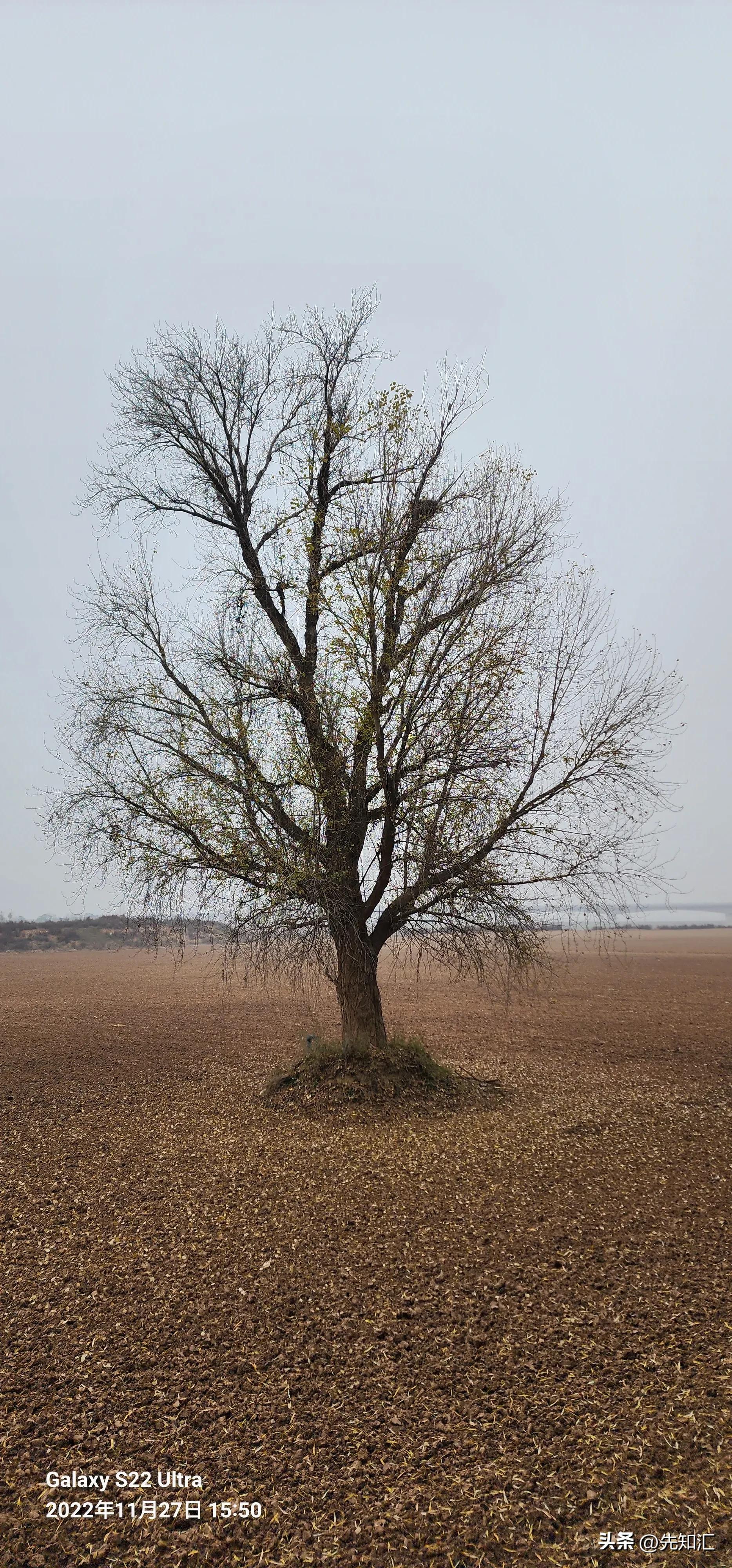 A magical big tree by the Weihe River in Weinan - iNEWS