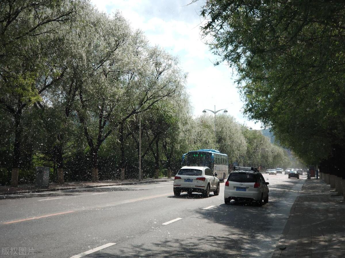 The catkins are flying because of the wind, so where does the "sneeze ...