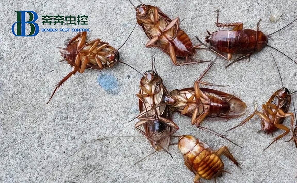 These Places in Your Home Are Ideal for Cockroaches - iNEWS