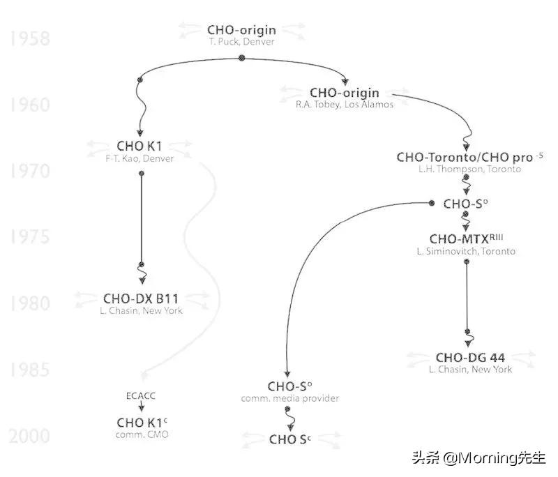 What are CHO cells - iNEWS