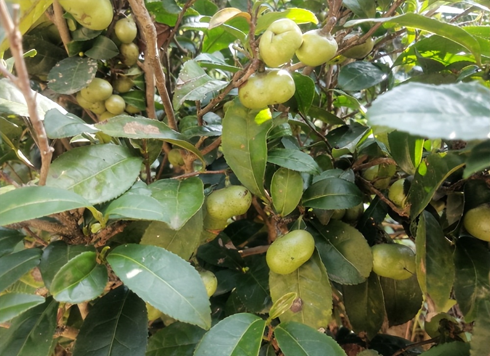 Find a secluded place to meditate, read Yan Youjun, and walk to the mountains of life - iNEWS