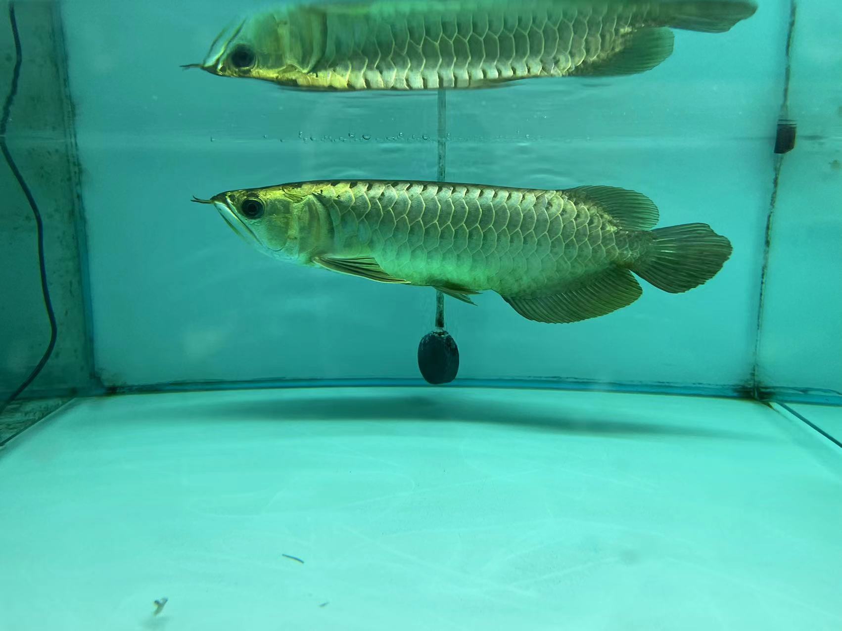 Choosing the right arowana size is important! - iMedia