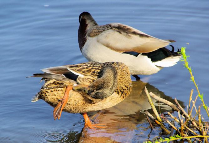 When do ducks need deworming? What do ducks need to pay attention to ...