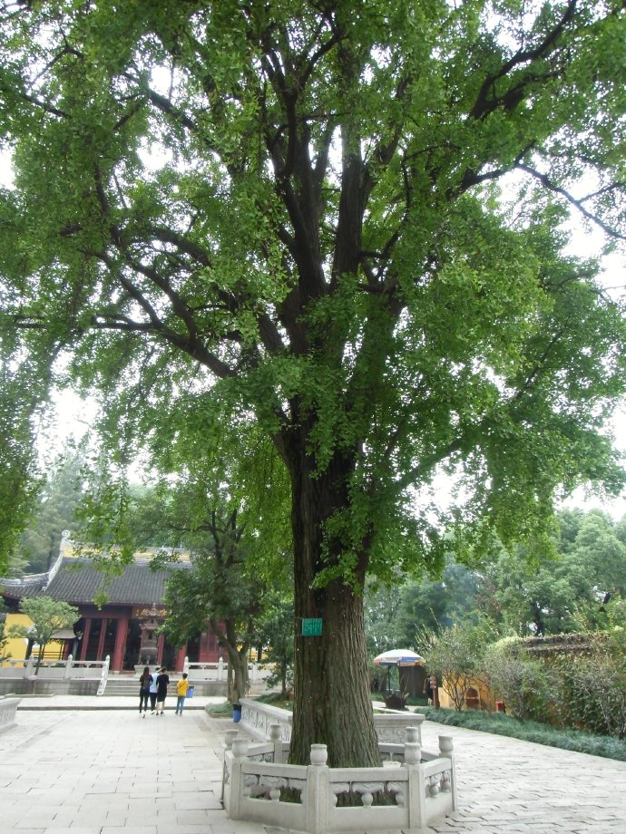 Linga Misty Rain - Suzhou Fangfangshan Forest Park (9) - iNEWS