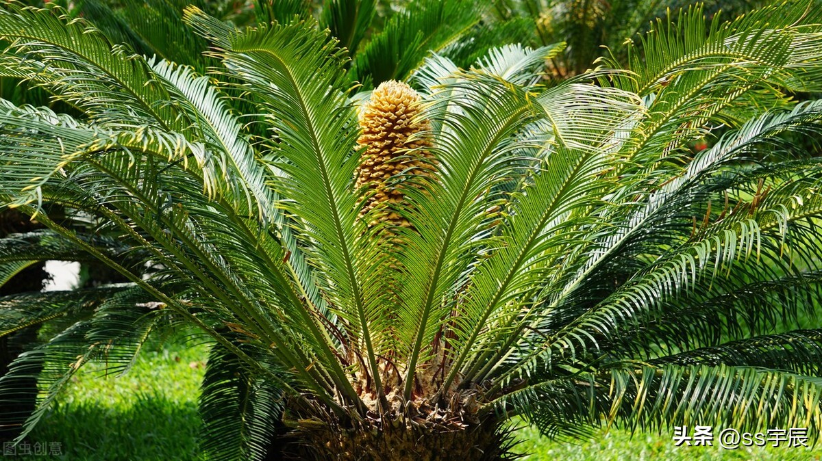 Iron-loving plants - how to care for iron trees - iNEWS