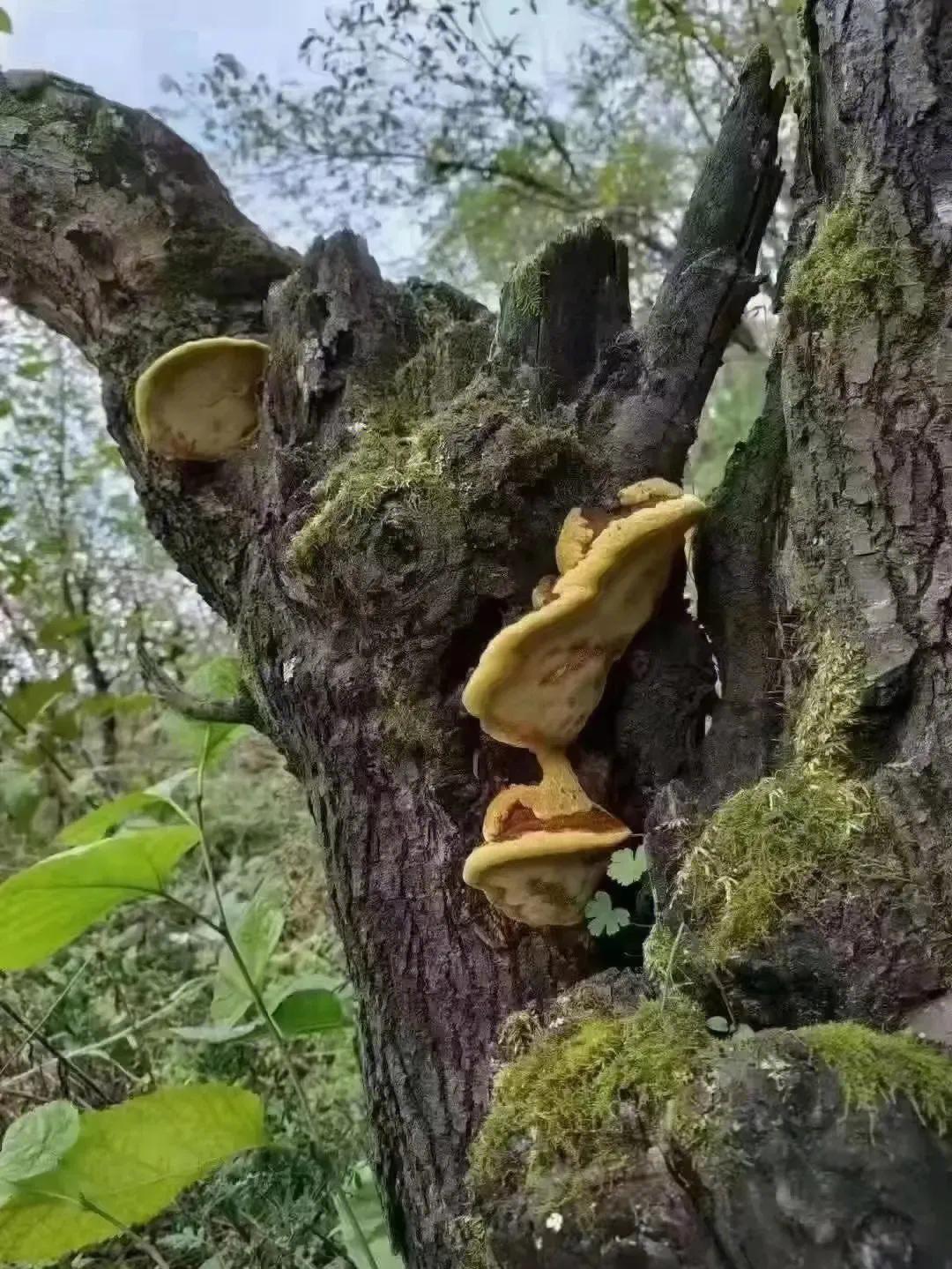 Medicinal material name - Phellinus linteus - iNEWS