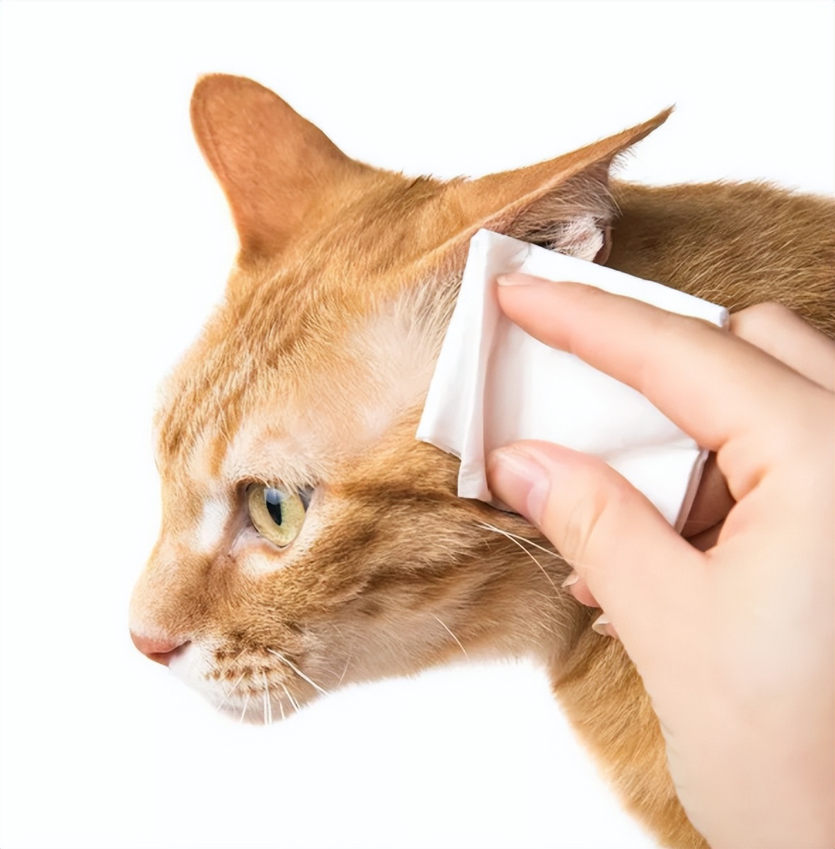 What's wrong with cats with tear stains?How to clean cat "tear marks ...