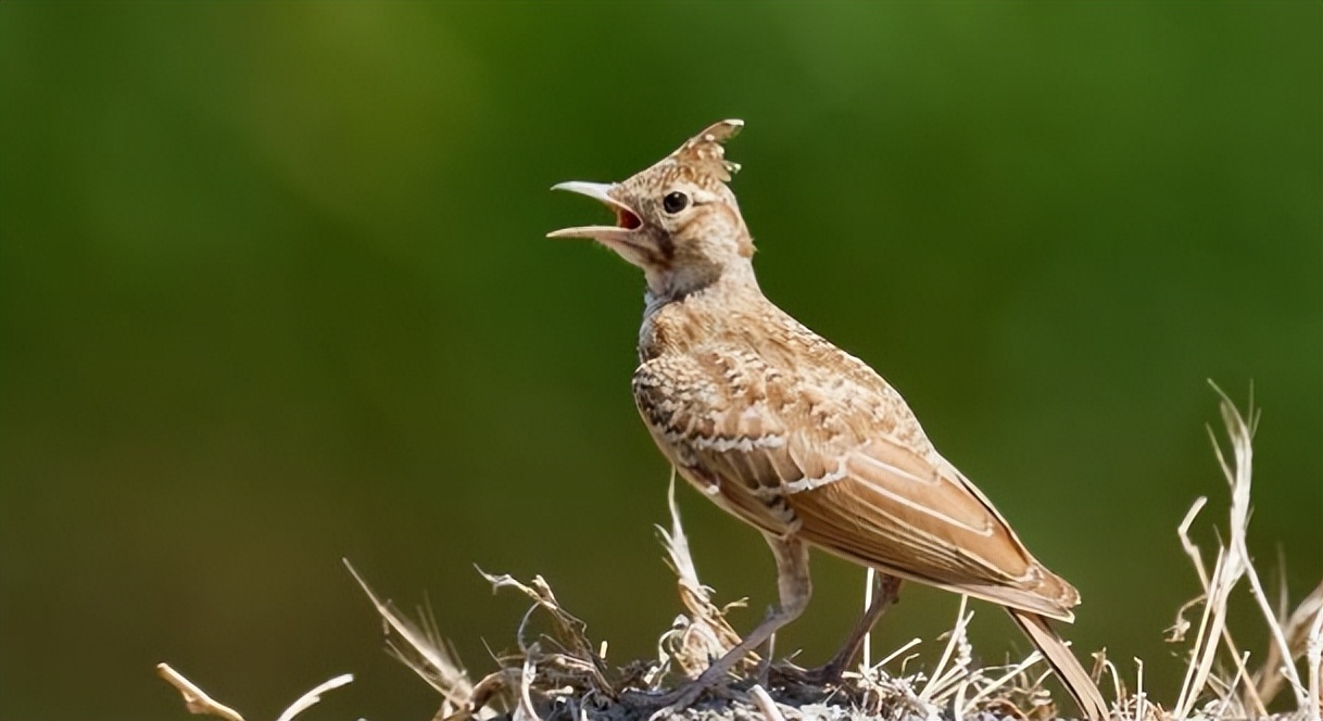 Bailing and Indigo Chin are among the four most famous birds in China ...