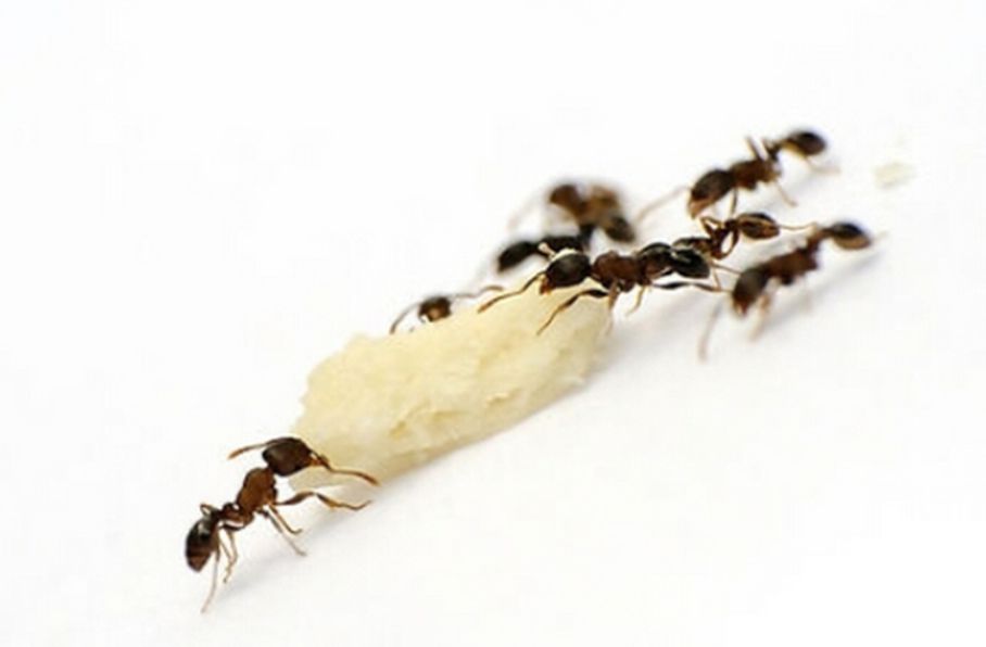 Where did the little yellow ant come from? - iNEWS