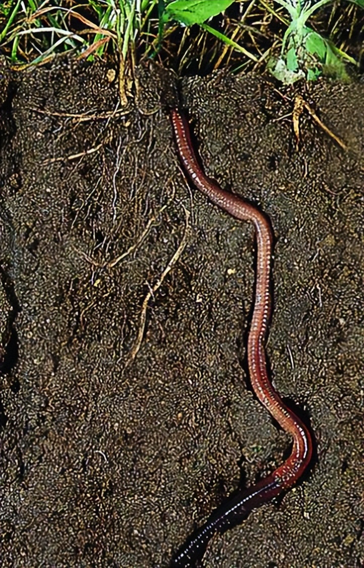 What medicinal value do earthworms have? - iMedia