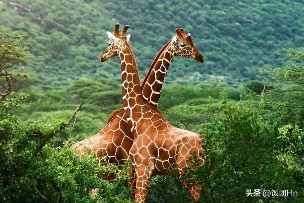 Why do giraffes sleep standing up? - iNEWS
