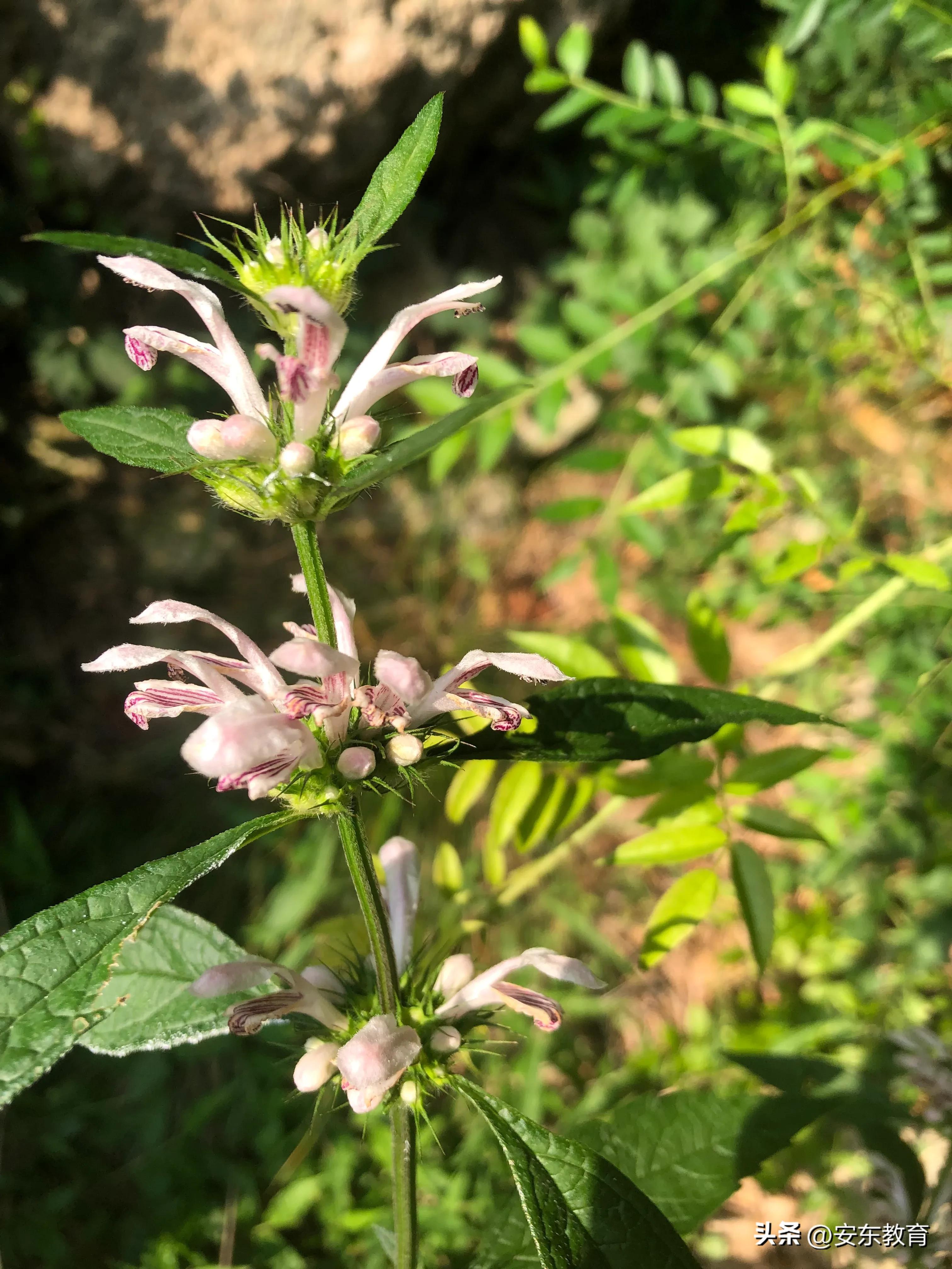 Chi (Zàn) dish, also called Baihua Motherwort paste, more beautiful ...