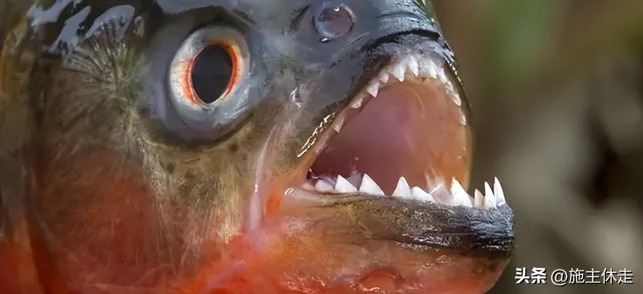 "Deep-sea carnivorous fish and lizardfish appear on the coastline ...