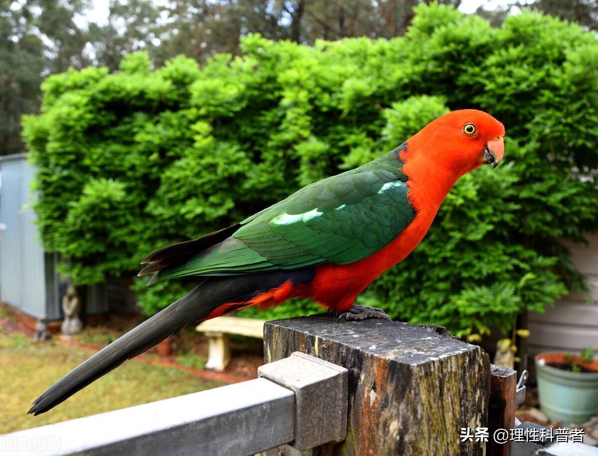 How many parrot breeds do you know?Peony parrots are often a symbol of ...