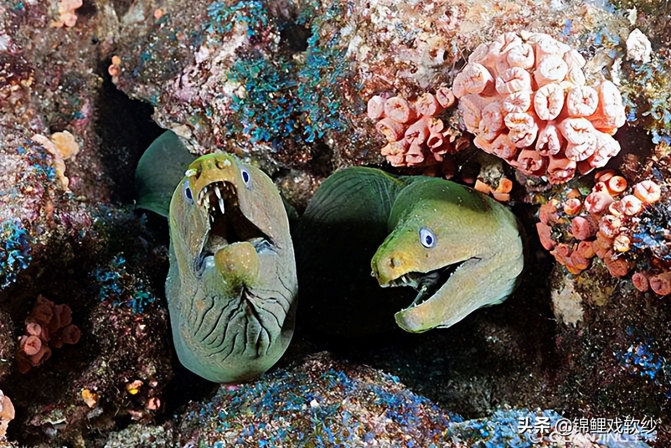 Popular science knowledge: Moray eel has two jaws? - iNEWS