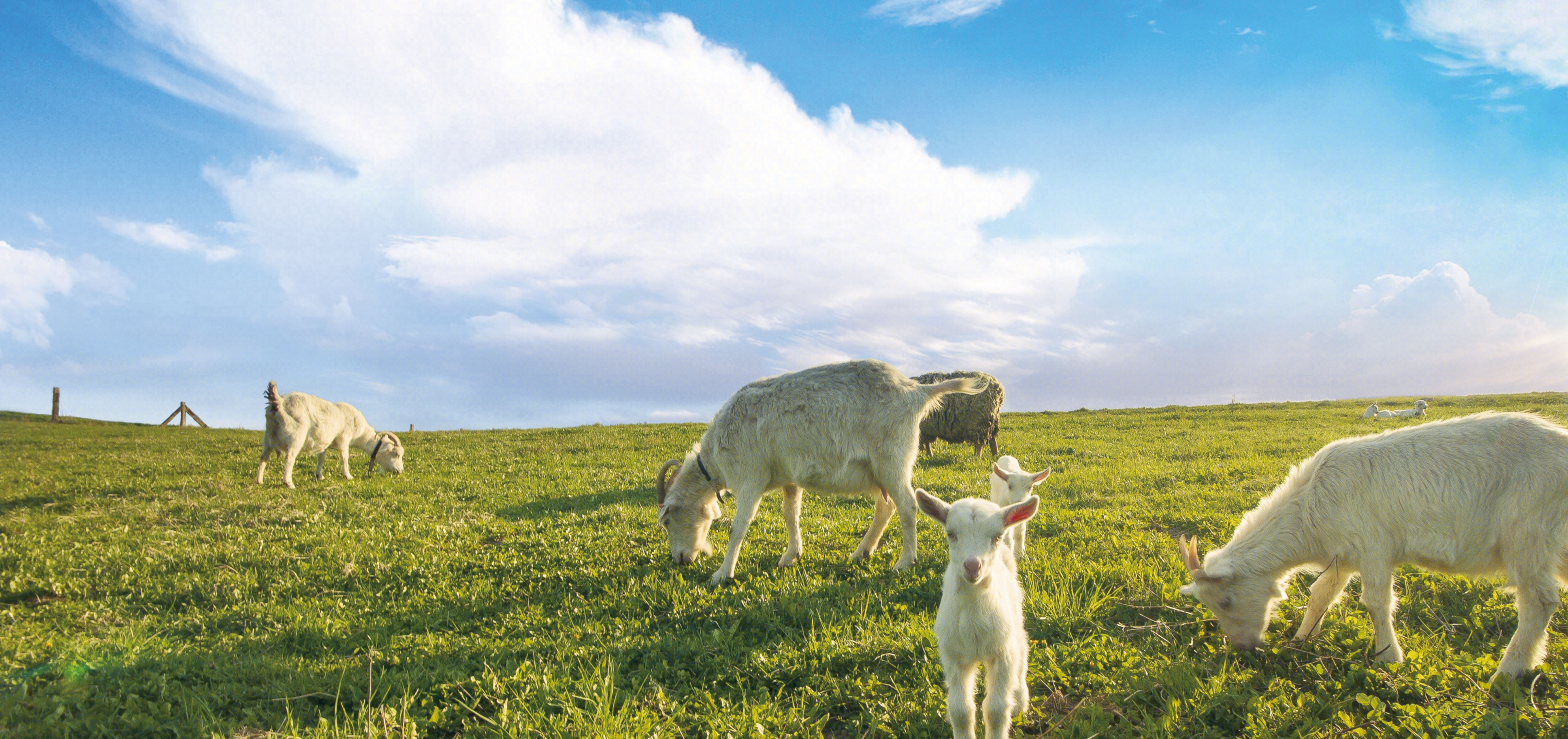 Counting sheep until greedy!Stop suppressing your appetite, this shop's ...