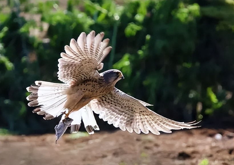 An In-Depth Exploration of the Kestrel's Predation Strategy: Behavioral ...