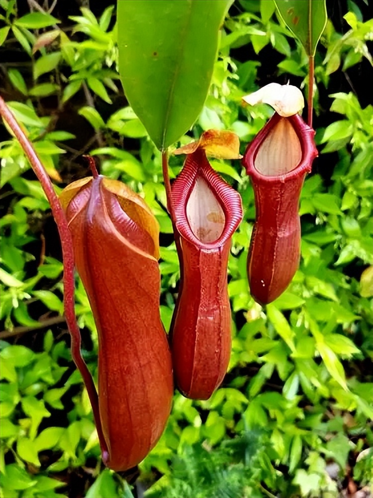 "Wonderful Predator: Uncovering the Insectivating Mystery of Nepenthes ...